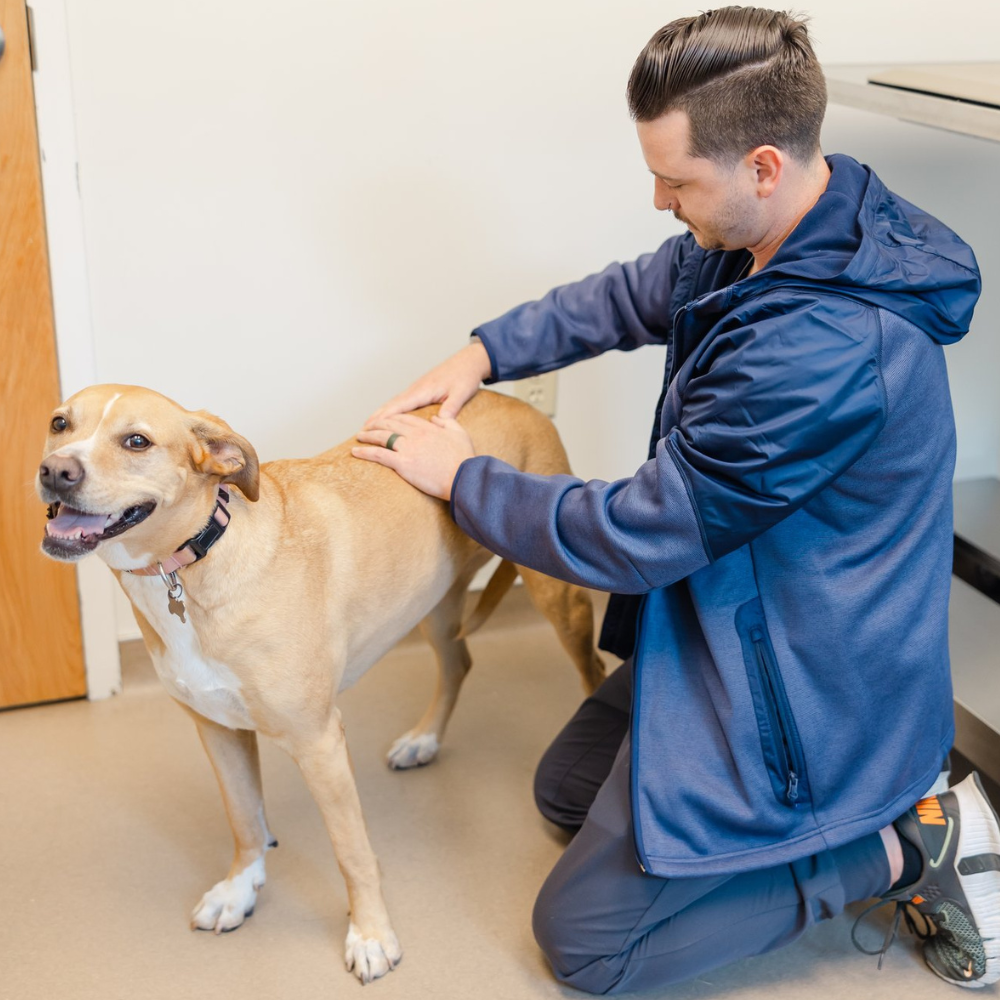 Understanding Yeast Dermatitis in Dogs: The Itch you Can’t Ignore - PVESC