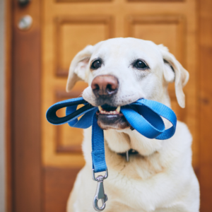 Protect Your Pet from Paw Pad Burns | Summer Safety Tips for Pets